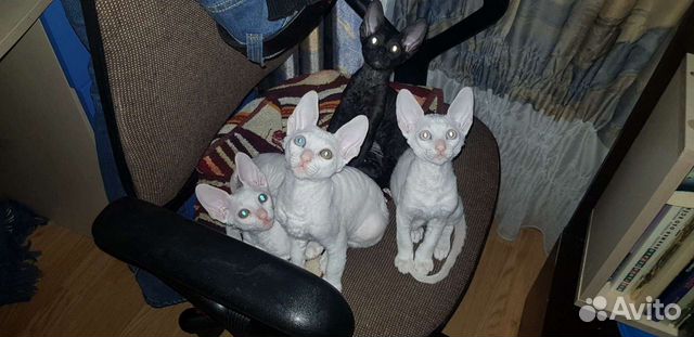 Котятки корниш-рекс