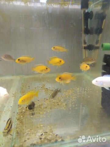 Африканские цихлиды, Малави