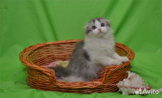 Шотландские котята