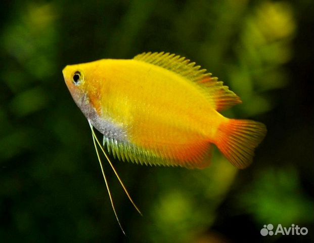 Пара медовых гурами