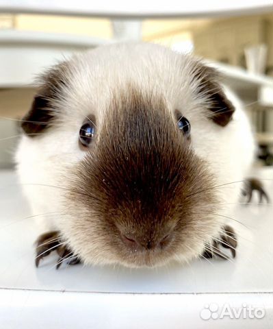 Морская свинка