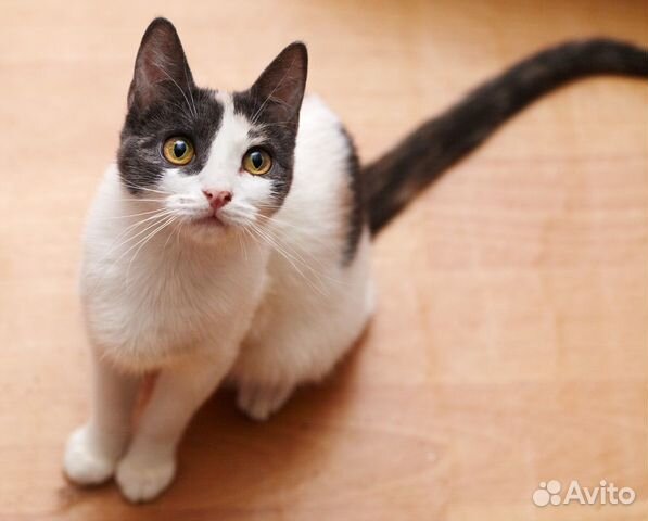 Кьяра ищет дом