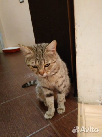 Кошка в дар с ожерельем 1 год привезу