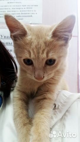 Чудо-котёнок Персик