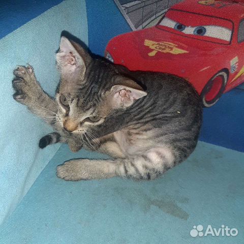 Донской сфинкс