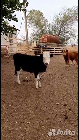 Бычки, телята, барашки