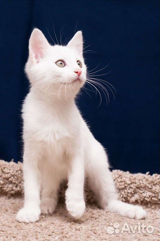 Котёнок