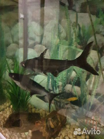 Акулий сом. 2шт