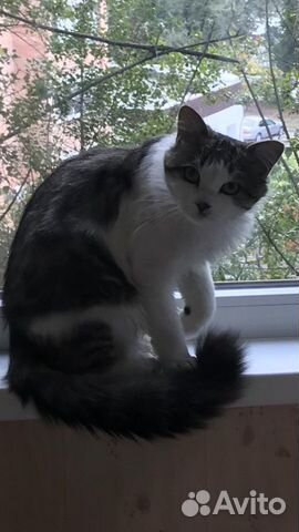 PS "хочу домой" ваш Томас