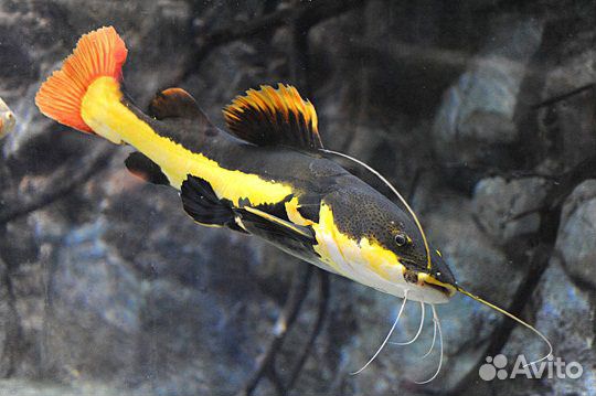 Краснохвостый сом