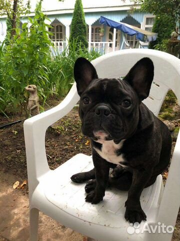 Французский бульдог,невесту ищет,молодой и красивы
