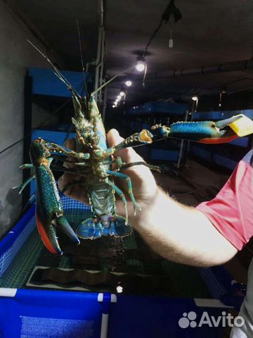 Раки австралийские для разведения