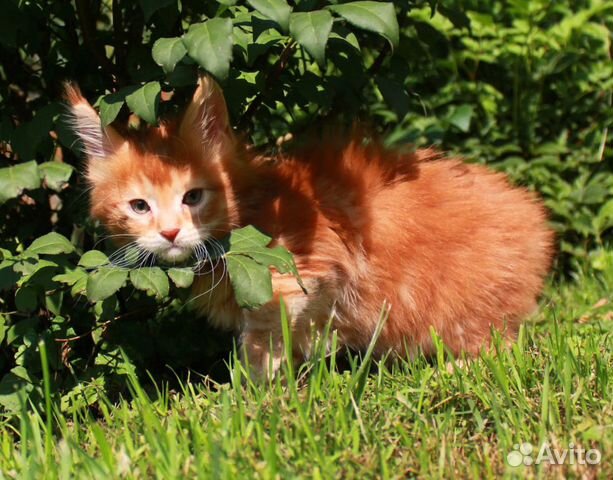 Мейн кун Коварный Лисс