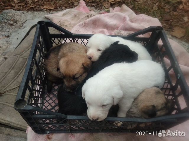 Щенки в добрые руки