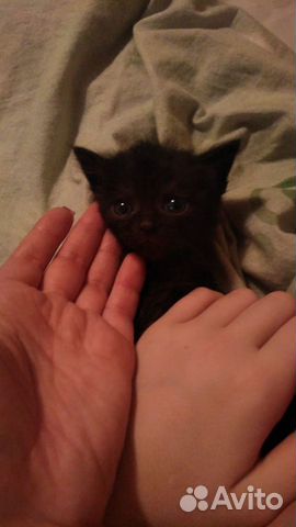 Британские котята в добрые руки