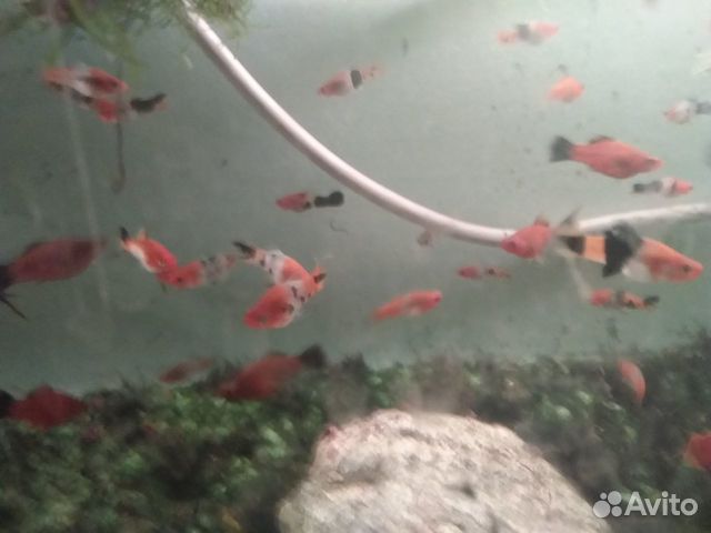 Рыбки меченосцы