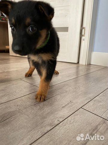 Немецкая овчарка