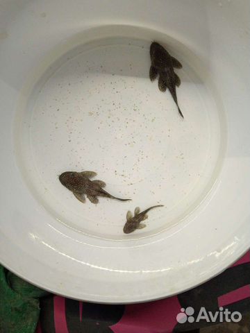 Аквариумы, рыбки. Готовый бизнес