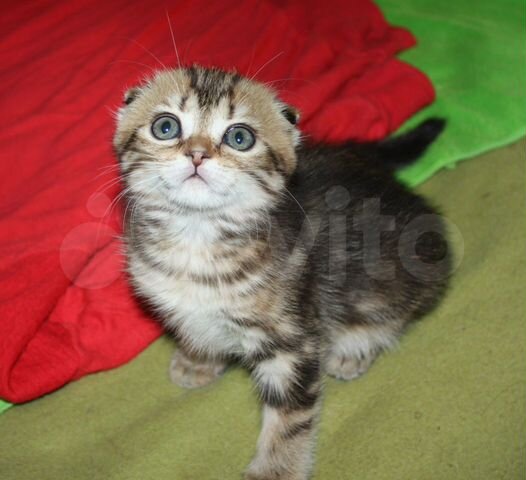 Вислоухий ненаглядный 2 мес золотистый