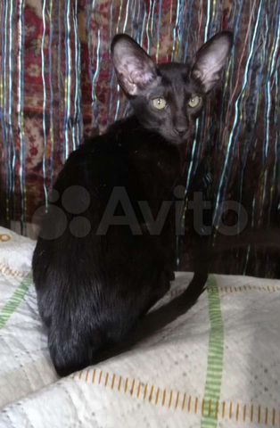 Ориентальные котята