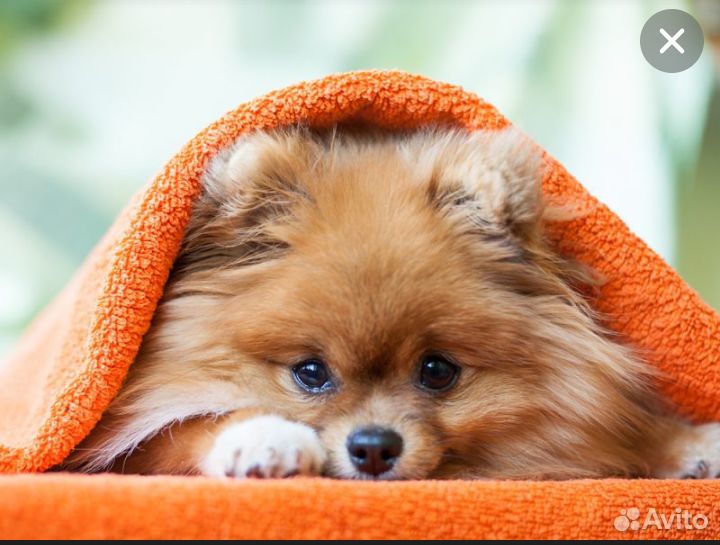 Ищем: Шпиц мини 'лисичка'