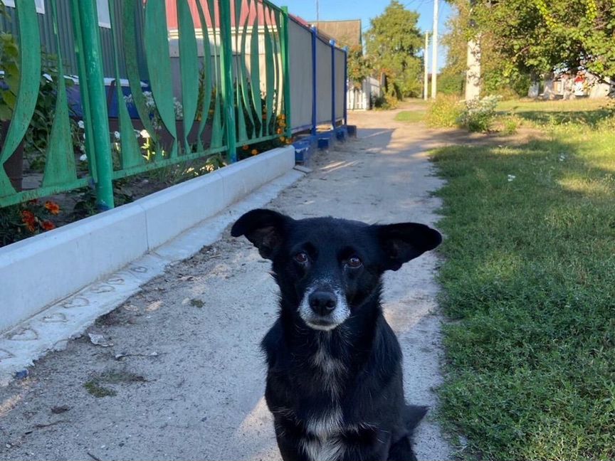 Собака бесплатно