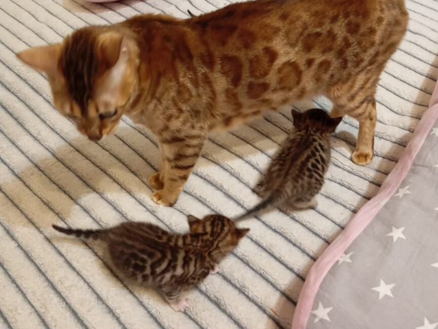 Бенгальские котята