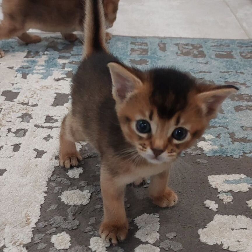 Абиссинские котята