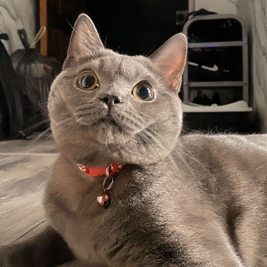 Шотландский прямоухий короткошёрстный, взрослый кот