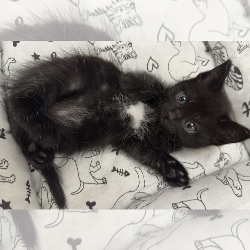 Котята