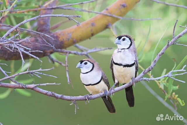Пара кольчатых астрильдов