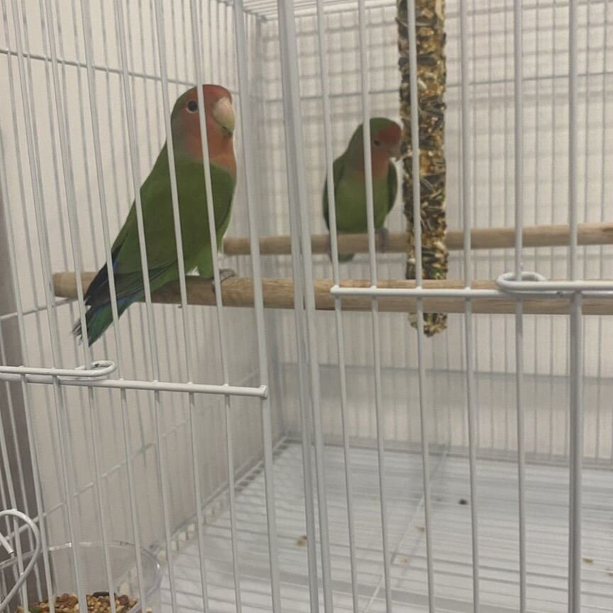Попугай неразлучники с клеткой