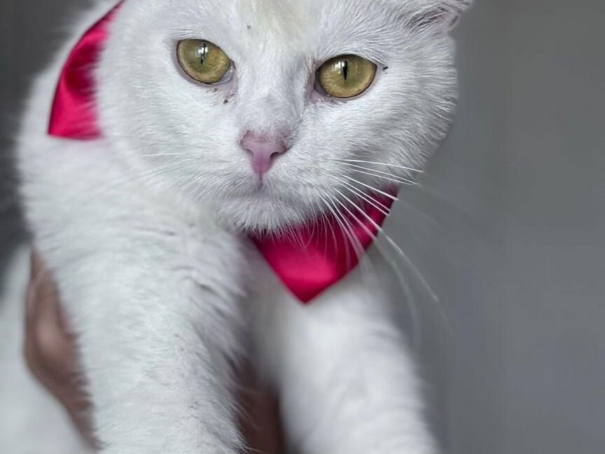 Кошка Снежинка из приюта в дар