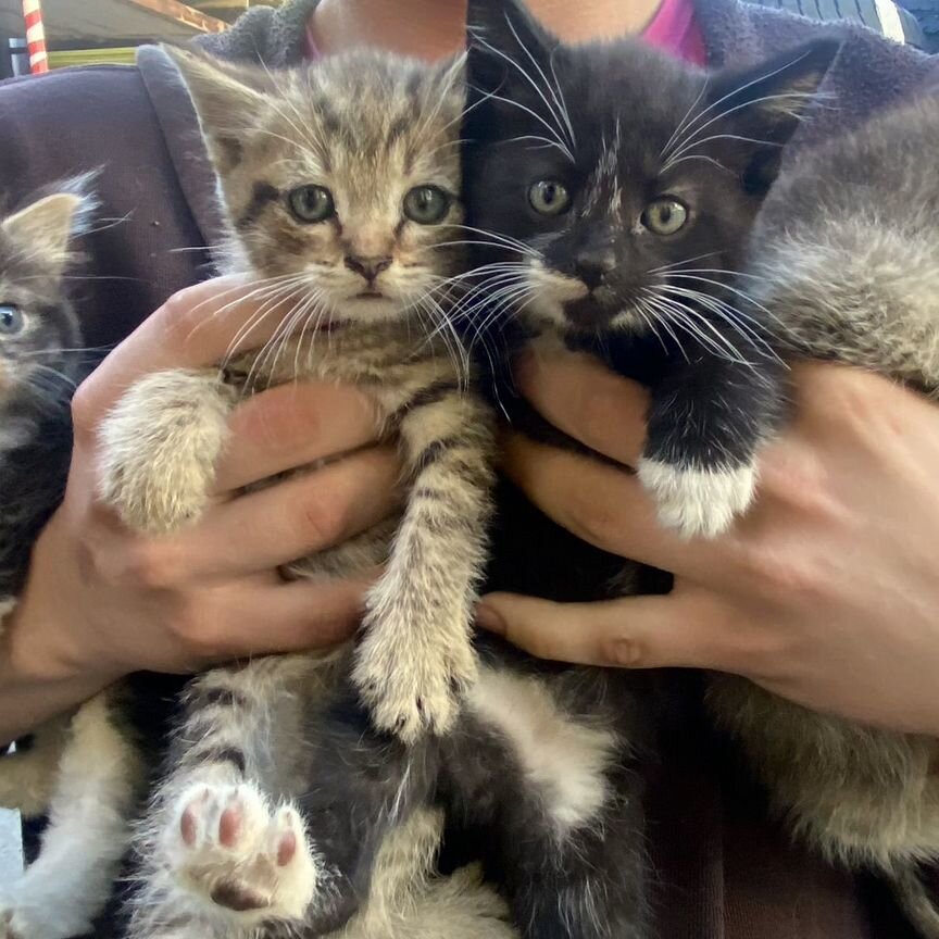 Котята