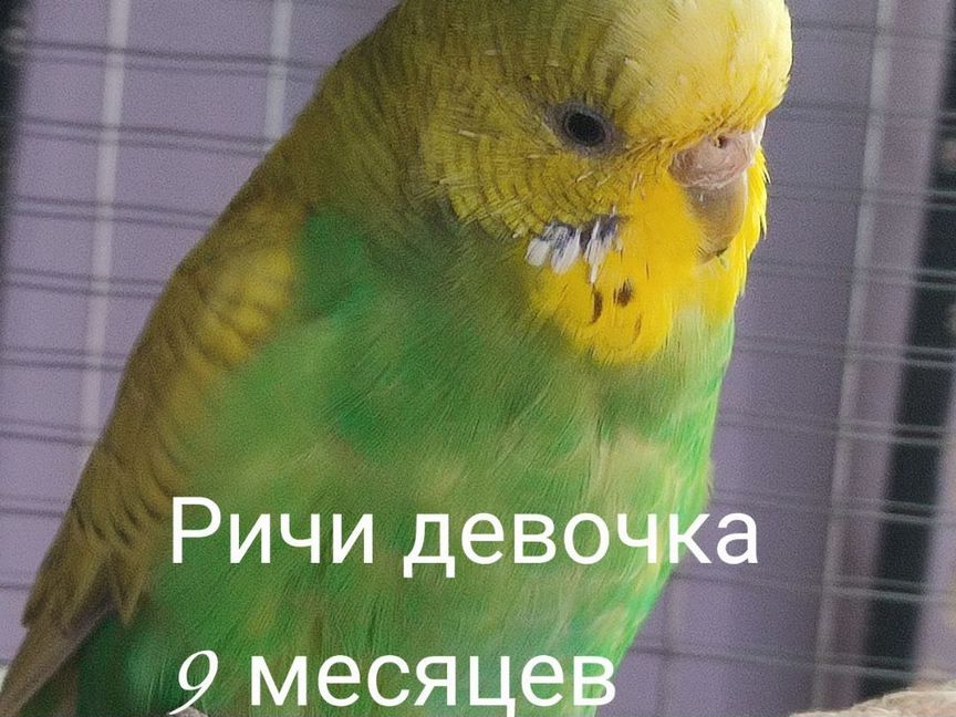 Волнистый попугай