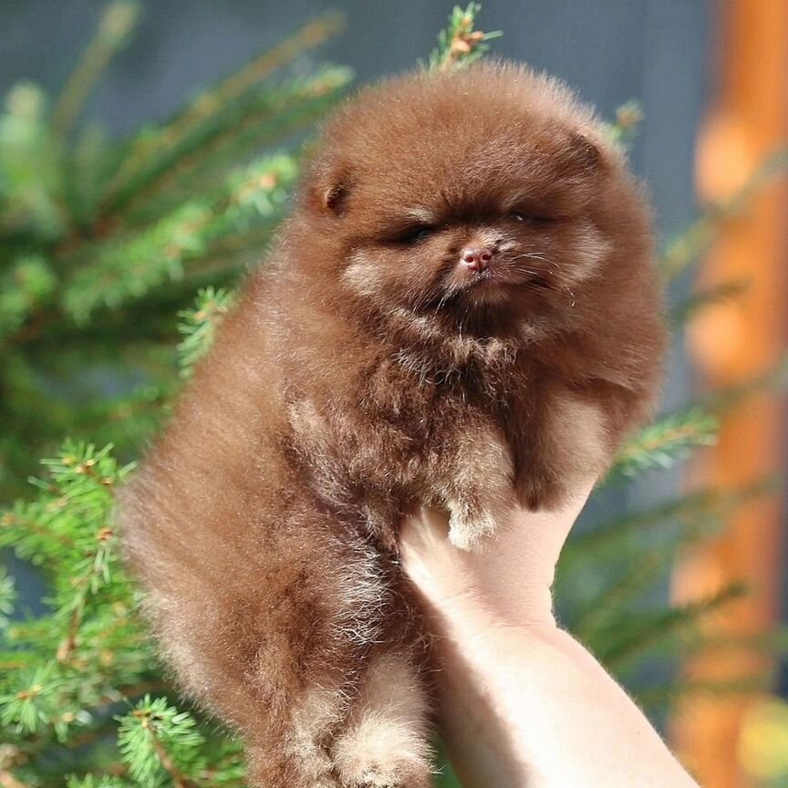 Шоколадный Пом)