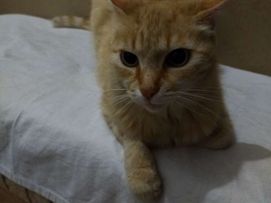 Кошка в дар бесплатно