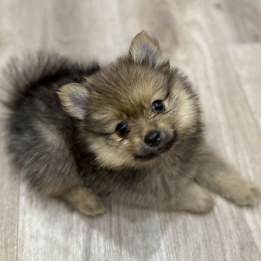 Средний немецкий шпиц