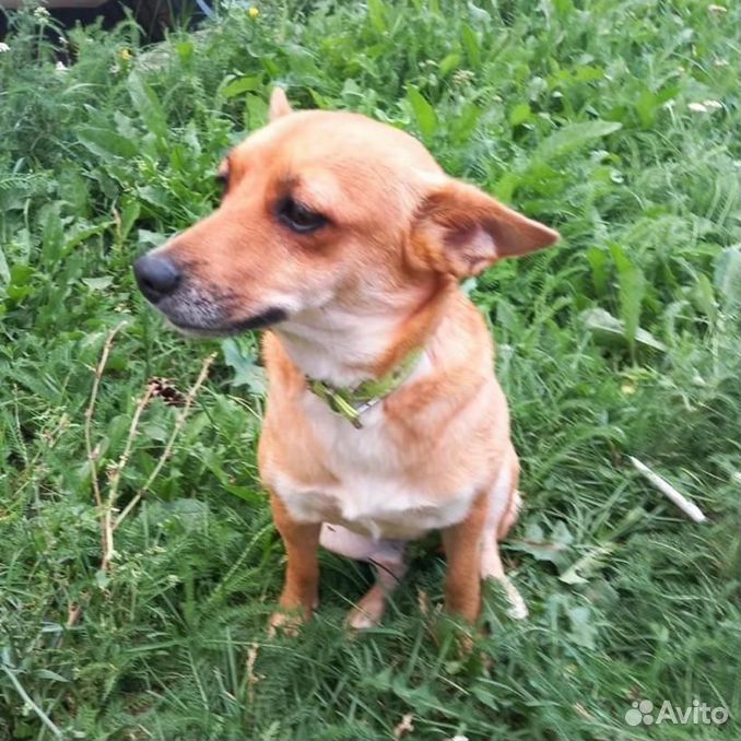 Девочка Розочка, 2 года