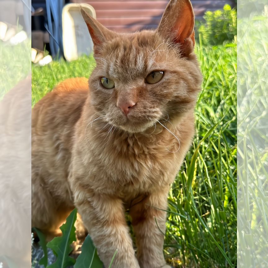 Корниш-рекс, взрослый кот