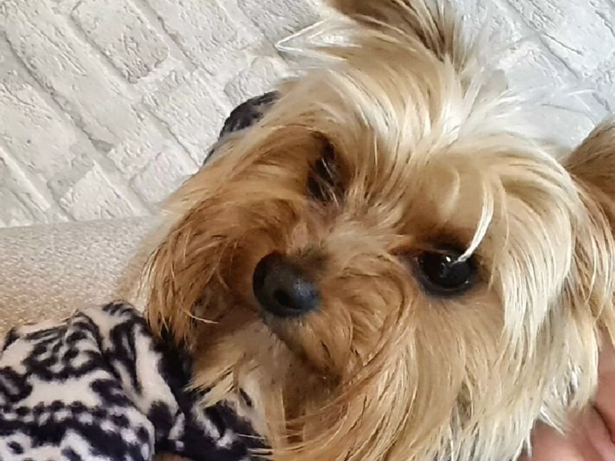 Йоркширский терьер