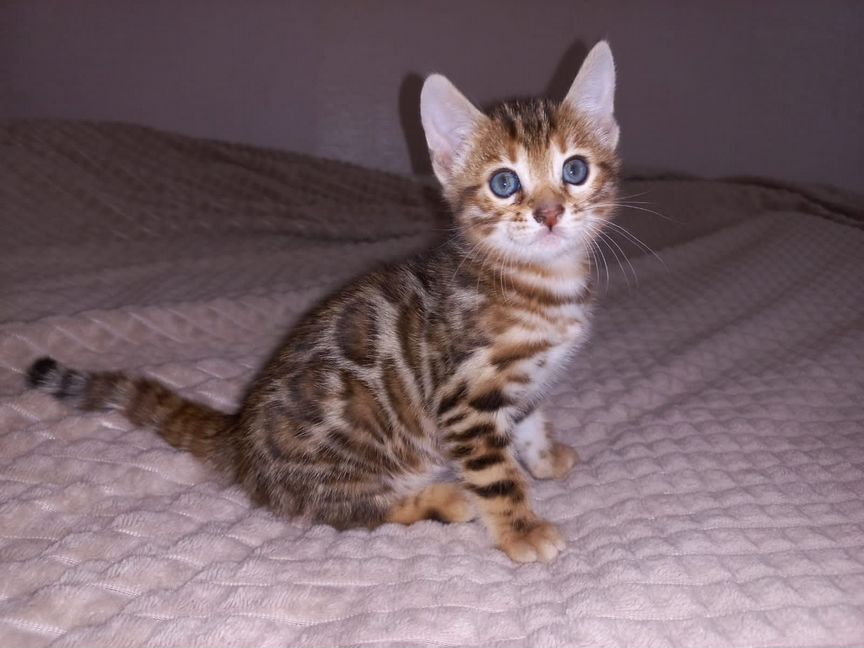 Бенгальские котята