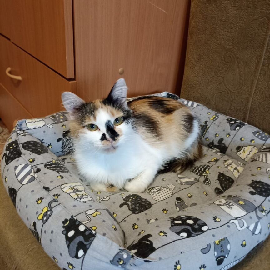 Кошечка в ответственные руки