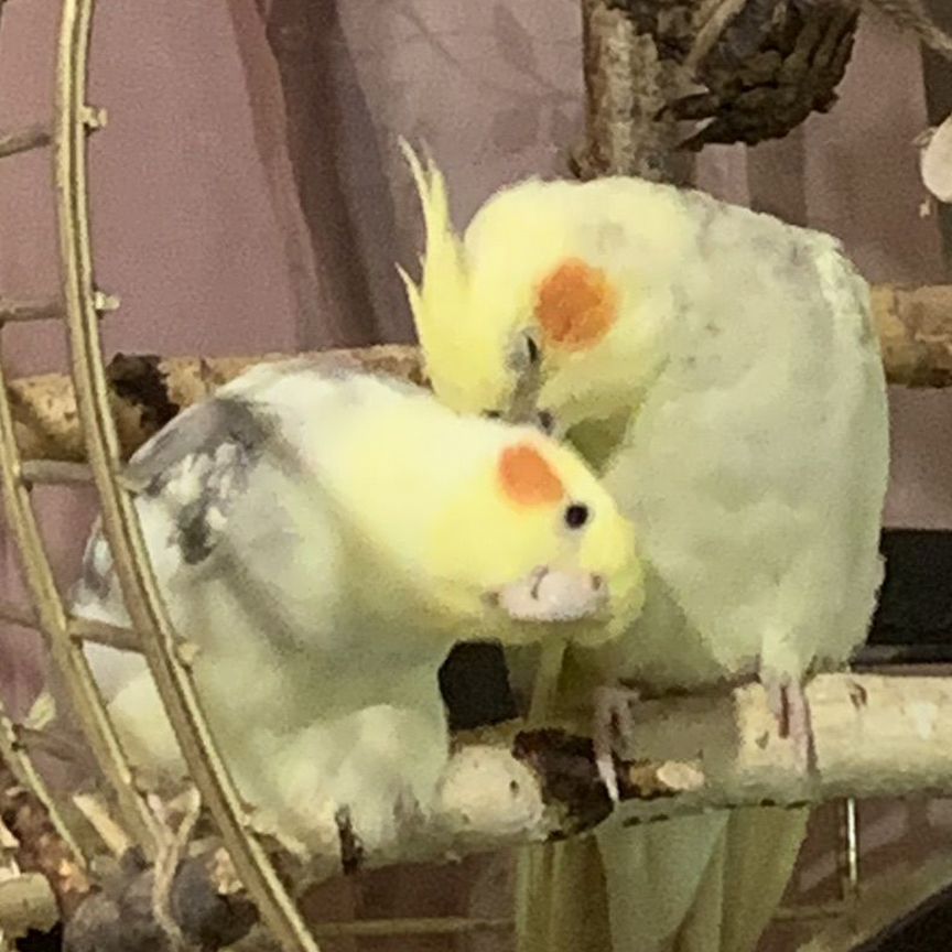 Корелла пара