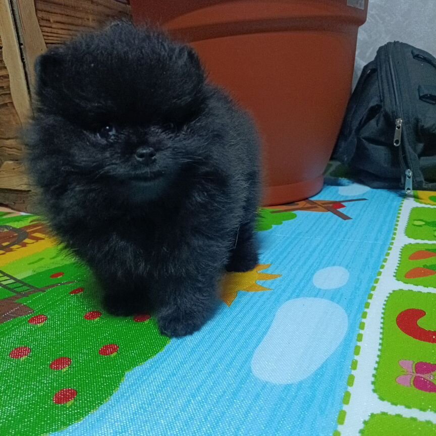 Мимимишка