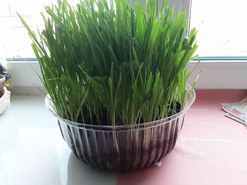 Травка для кошек