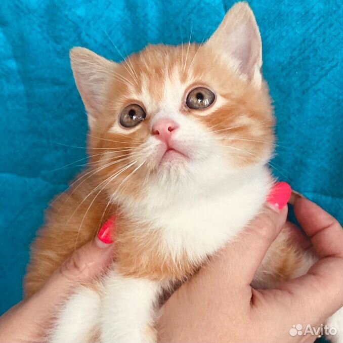 Рыжий котенок Тимон