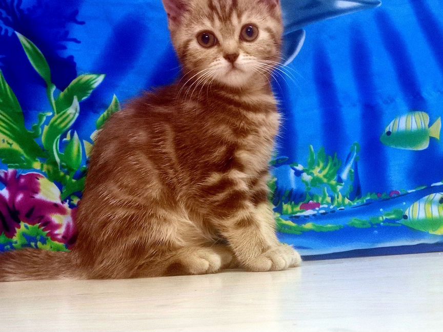 Шотландские котята