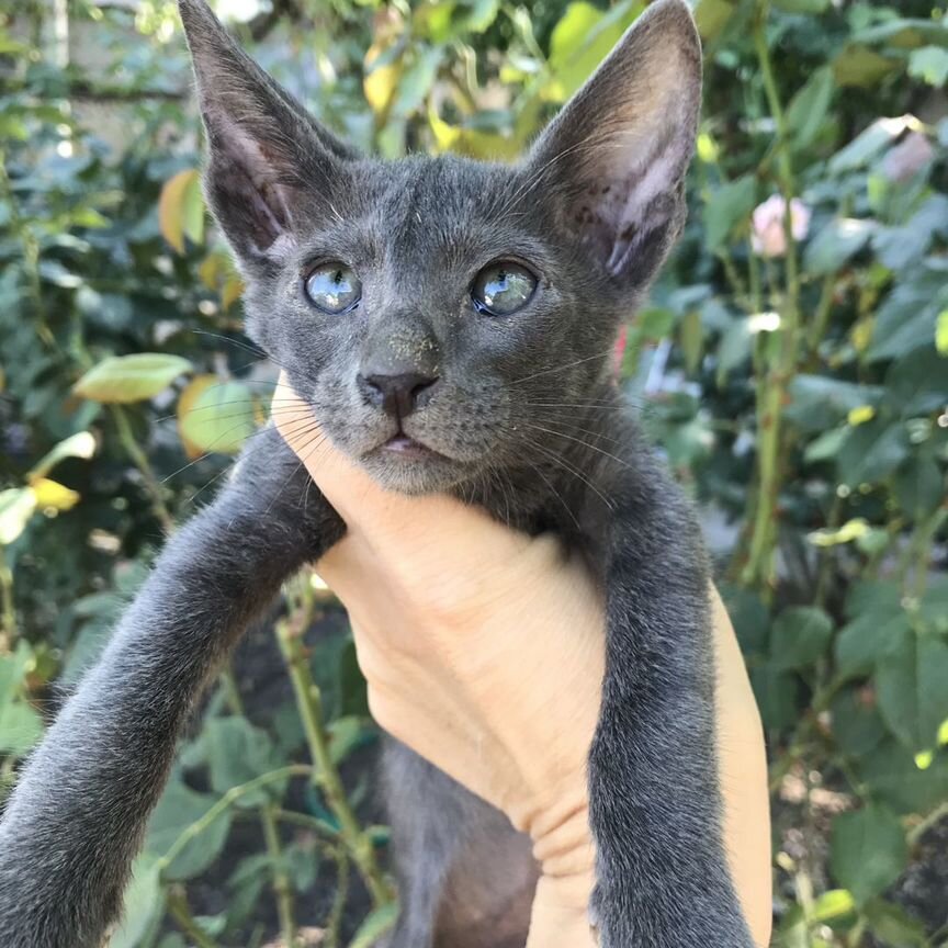 Ориентальная