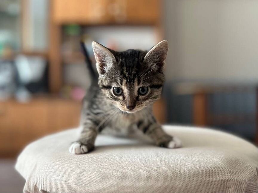 Котенок тигровый девочка